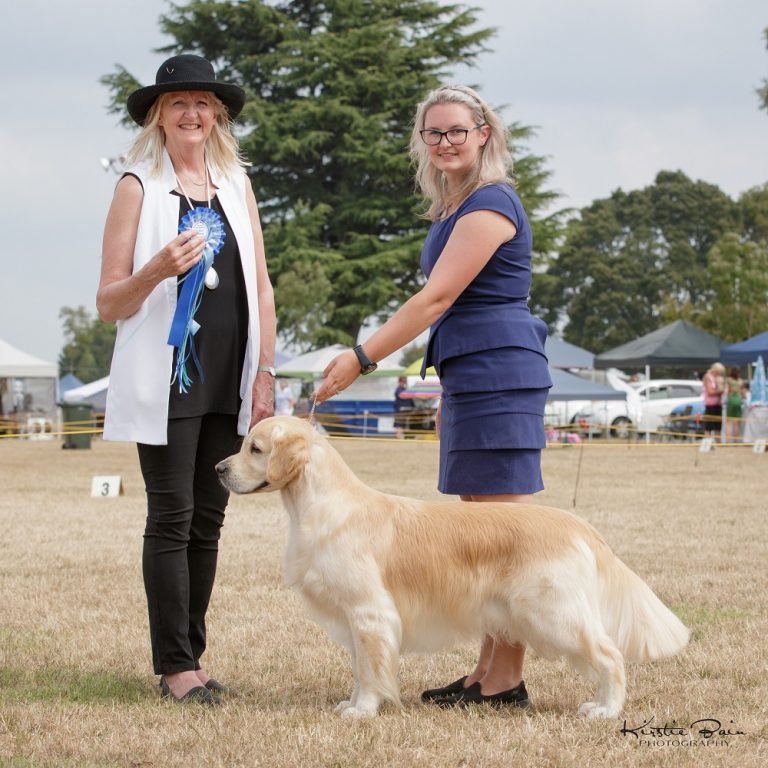 Judge – Sandlewood Golden Retrievers