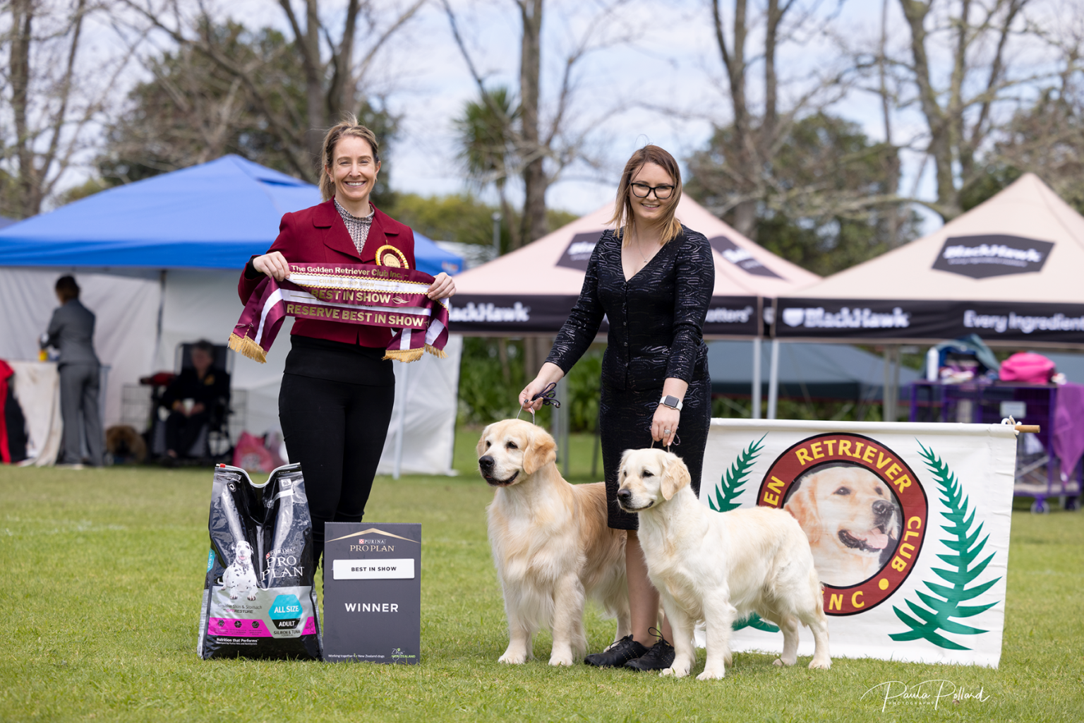 Sandlewood Golden Retrievers – Golden Retrievers New Zealand